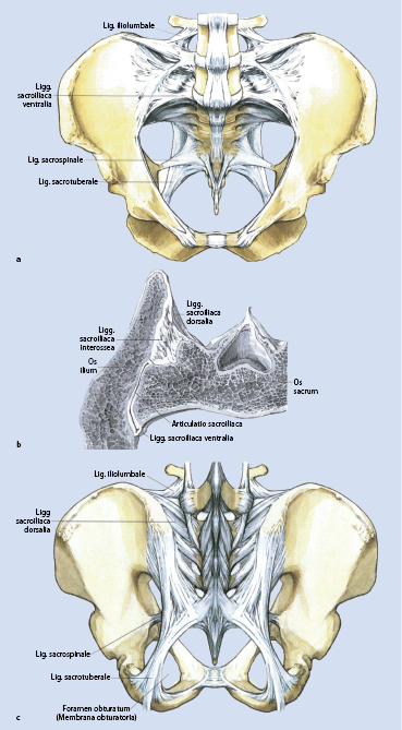 Stammverletzung: Becken | SpringerLink