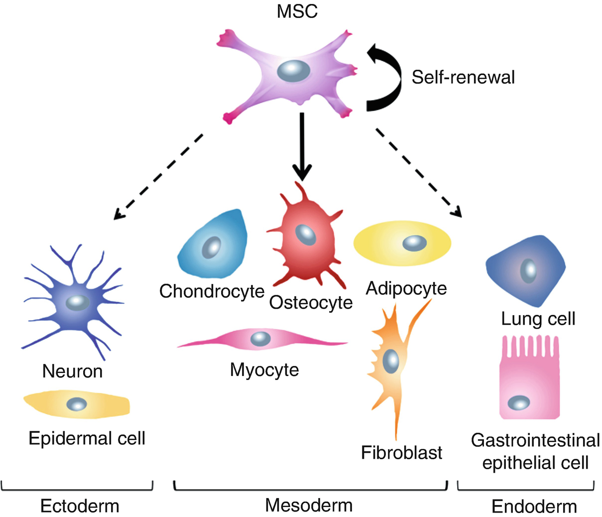 Hydrogels for Directed Stem Cell Differentiation and Tissue Repair ...