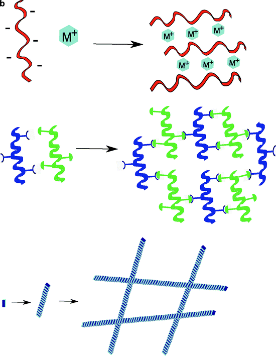Hydrogels in Tissue Engineering | SpringerLink