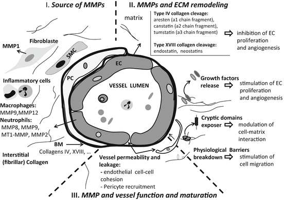 MMP-Mediated Collagen Remodeling and Vessel Functions | SpringerLink