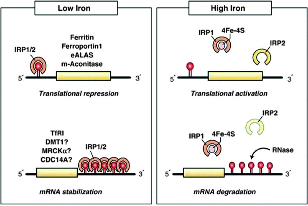 Brain iron metabolism and its perturbation in neurological diseases ...