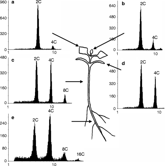 Endopolyploidy in Plants | SpringerLink