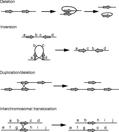 Mechanisms of Chromosome Rearrangements | SpringerLink