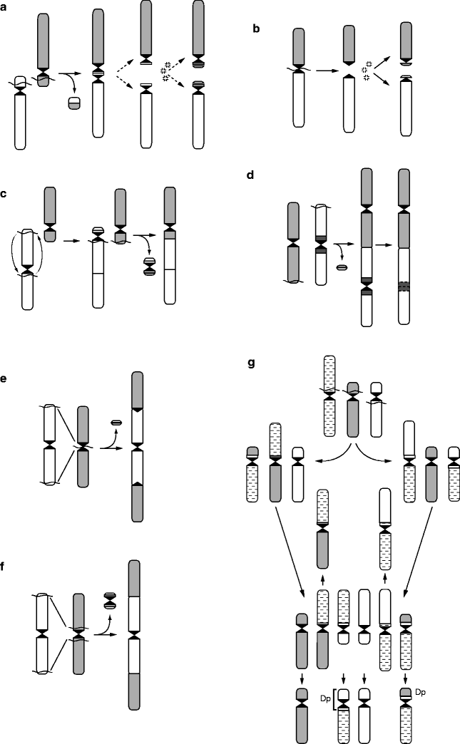 Mechanisms of Chromosome Rearrangements | SpringerLink