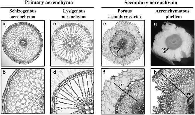 Aerenchyma Formation in Plants | SpringerLink