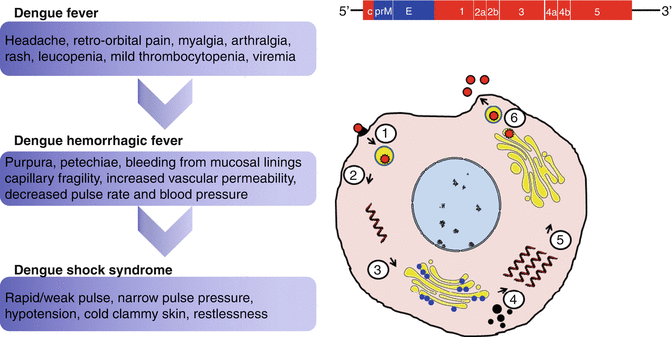 Experimental Dengue Vaccines | SpringerLink
