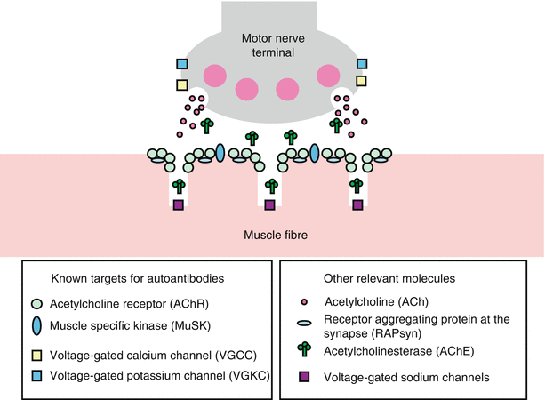Neuromuscular Transmission: Endplate Disorders | SpringerLink