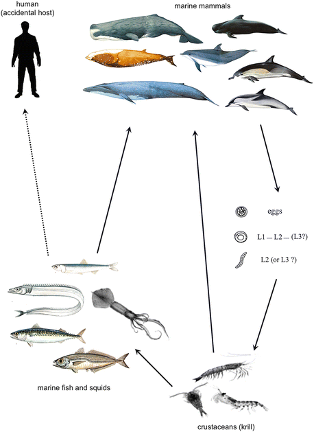 Anisakiasis | SpringerLink