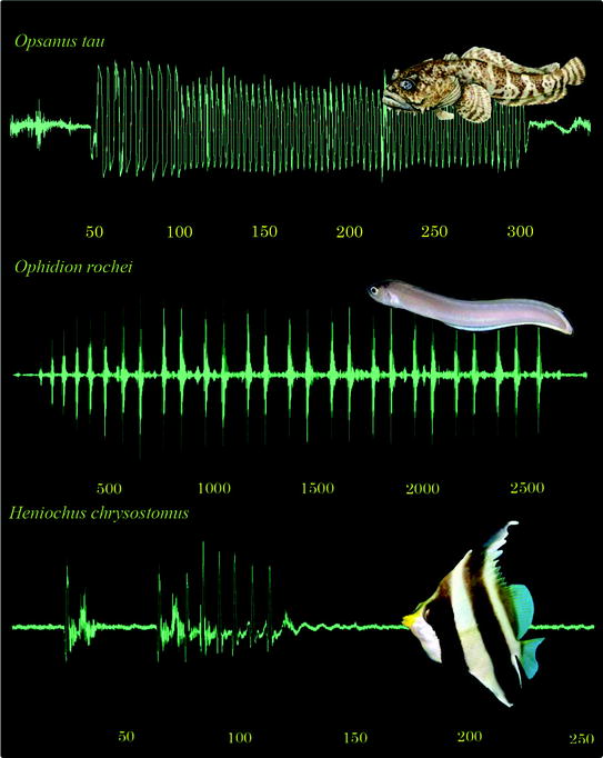 Mechanisms of Fish Sound Production | SpringerLink