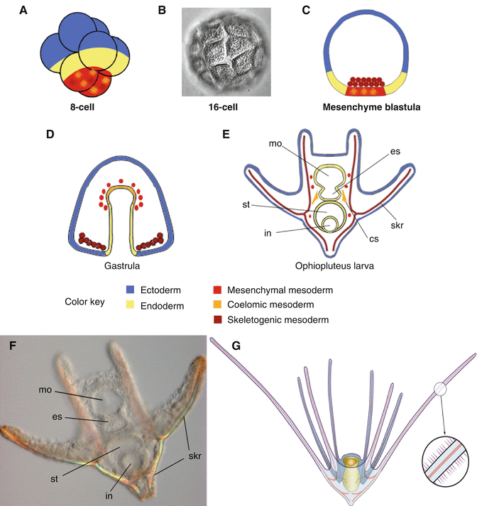 Echinodermata | SpringerLink