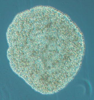 Placozoa | SpringerLink