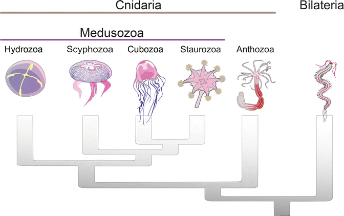 Cnidaria | SpringerLink