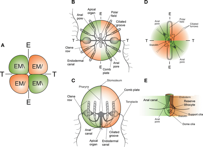 Ctenophora | SpringerLink