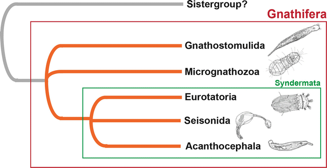 Gnathifera | SpringerLink
