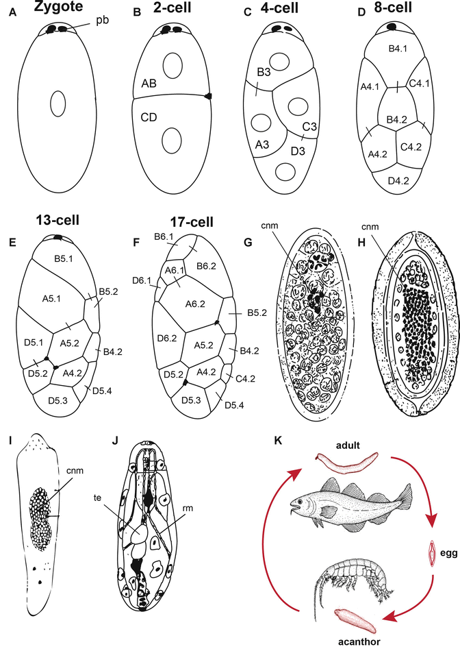 Gnathifera | SpringerLink