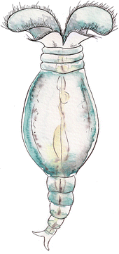 Gnathifera | SpringerLink