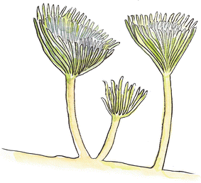 Phoronida | SpringerLink