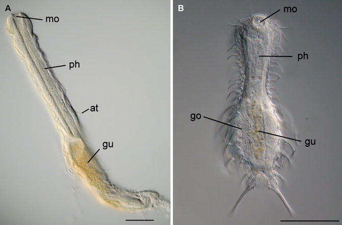 Gastrotricha | SpringerLink