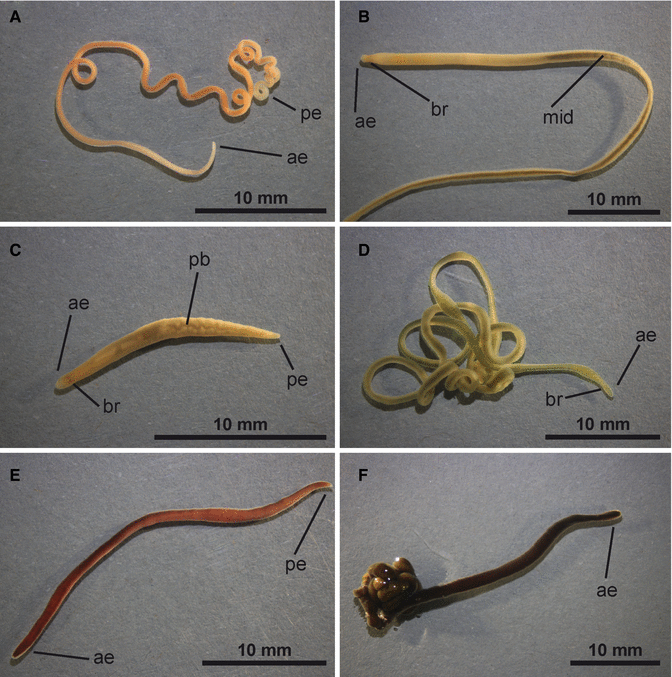 Nemertea | SpringerLink