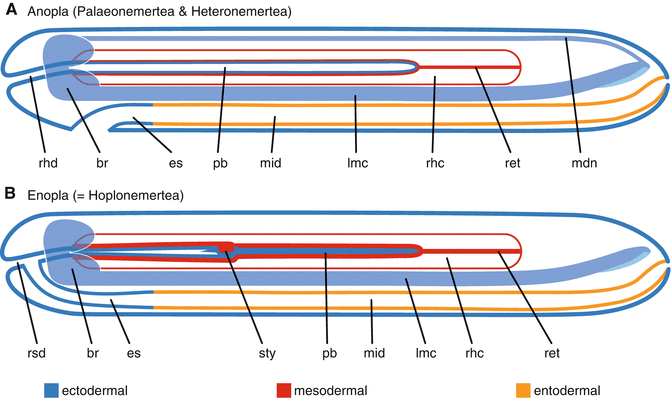 Nemertea | SpringerLink