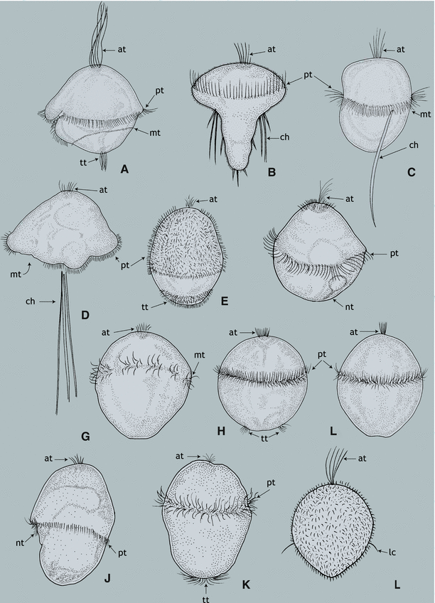 Annelida | SpringerLink