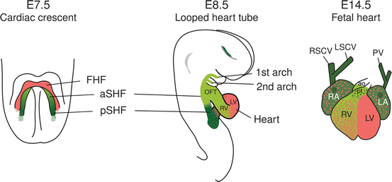 First and Second Heart Field | SpringerLink