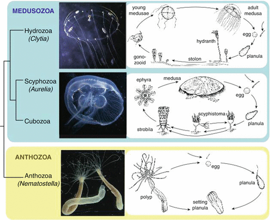 The Diversity of Animal Life: Introduction to Early Emerging Metazoans ...