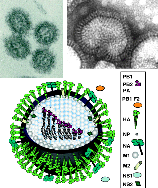 Influenza Virology | SpringerLink
