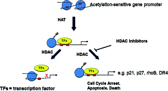 HDAC Inhibitors and Cancer Therapy | SpringerLink