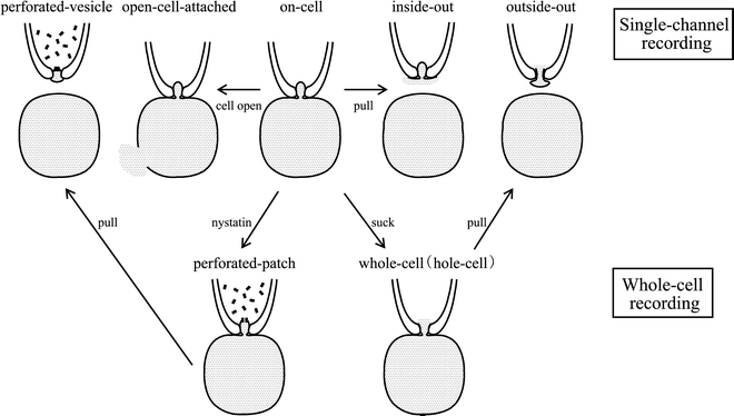 Patch-Clamp Techniques: General Remarks | SpringerLink
