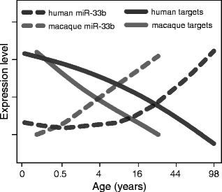 The Role of Neoteny in Human Evolution: From Genes to the Phenotype ...