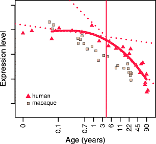 The Role of Neoteny in Human Evolution: From Genes to the Phenotype ...
