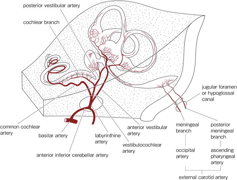 Blood Vessels | SpringerLink