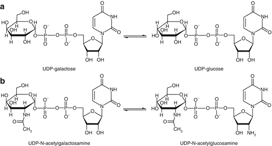 UDP-Galactose-4-Epimerase (GALE) | SpringerLink