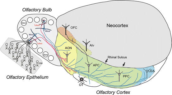Unique Characteristics of the Olfactory System | SpringerLink