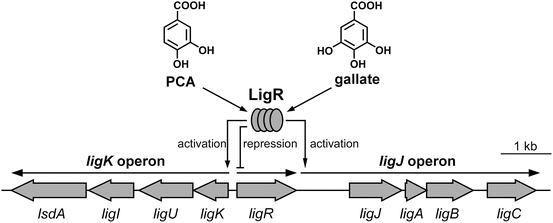 The Protocatechuate 4,5-Cleavage Pathway: Overview and New Findings ...