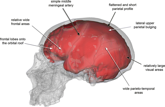 Functional Craniology, Human Evolution, and Anatomical Constraints in ...