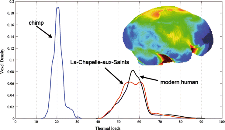 Functional Craniology, Human Evolution, and Anatomical Constraints in ...