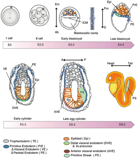 Establishment of Anterior–Posterior Axis in the Mouse Embryo | SpringerLink