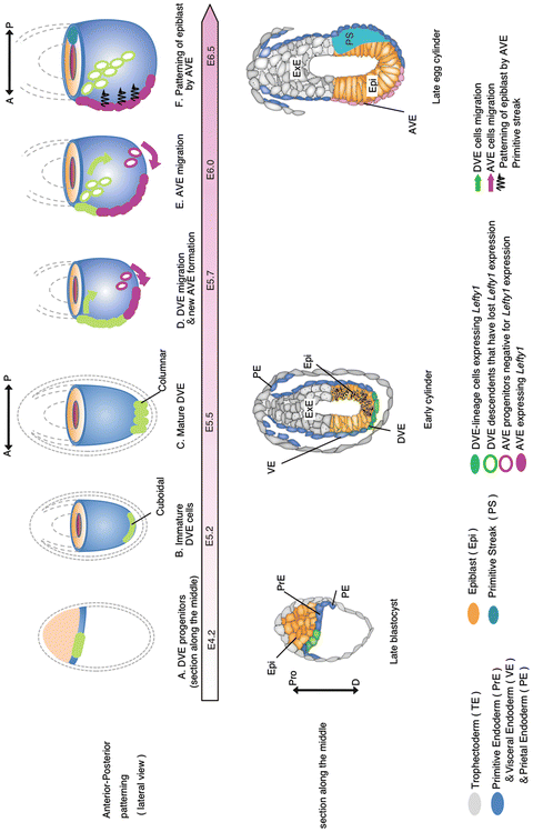 Establishment of Anterior–Posterior Axis in the Mouse Embryo | SpringerLink