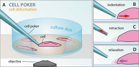 Innovations in Measuring Cellular Mechanics | SpringerLink