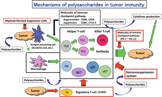 Polysaccharides | SpringerLink