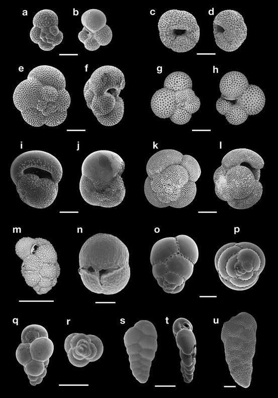 Planktic Foraminifera | SpringerLink