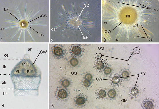 Biology and Ecology of Radiolaria | SpringerLink