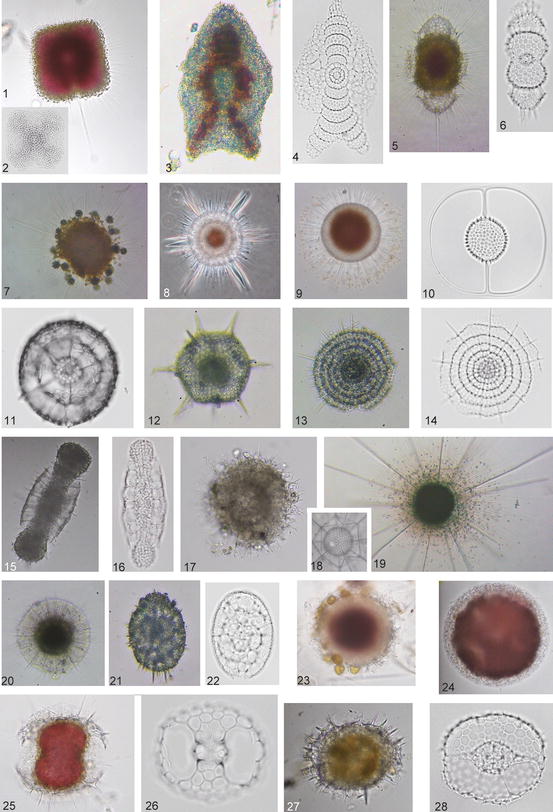 Biology and Ecology of Radiolaria | SpringerLink