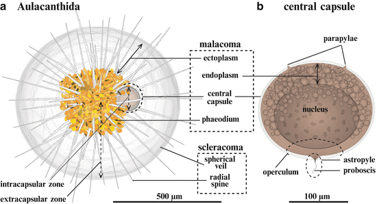 Phaeodaria: Diverse Marine Cercozoans of World-Wide Distribution ...
