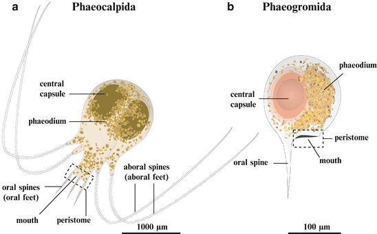 Phaeodaria: Diverse Marine Cercozoans of World-Wide Distribution ...