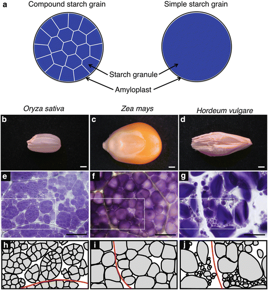 Morphological Variations Of Starch Grains Springerlink