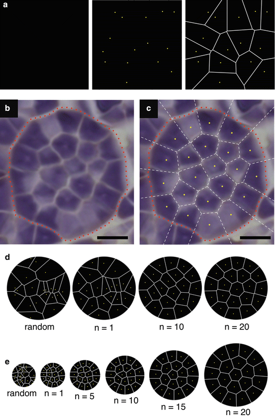 Morphological Variations of Starch Grains | SpringerLink