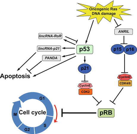 Regulation of pRB and p53 Pathways by the Long Noncoding RNAs ANRIL ...